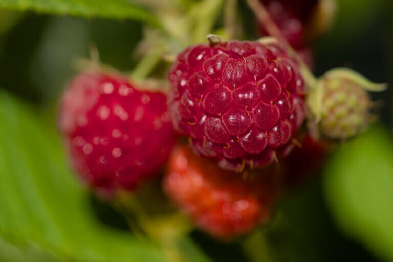 A málna gondozása és ültetése | Zöldségakertben